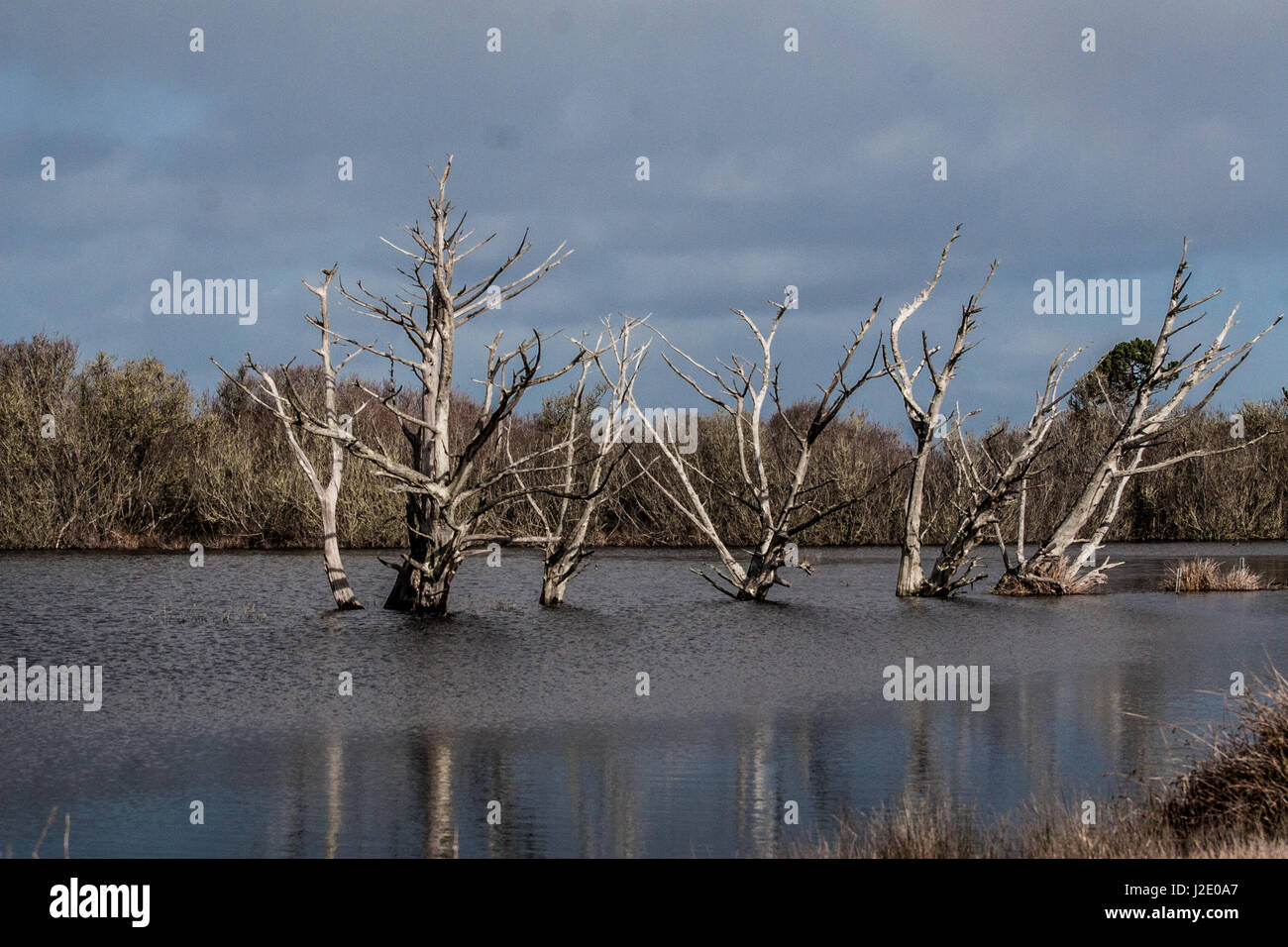 dead trees in a pond Stock Photo - Alamy