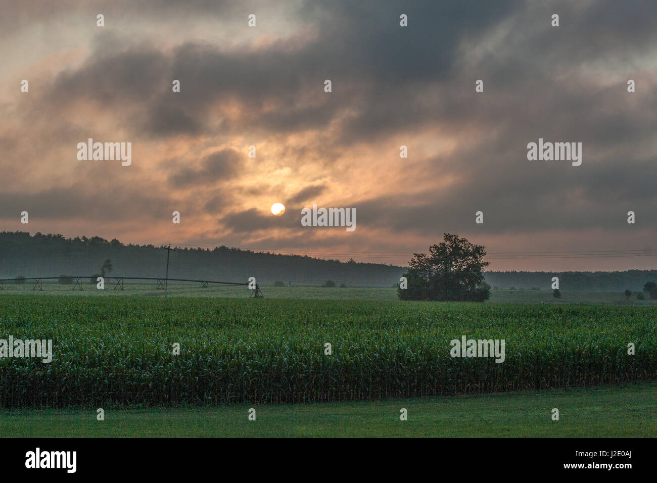 Corn field in fog and sunrise hi-res stock photography and images - Alamy