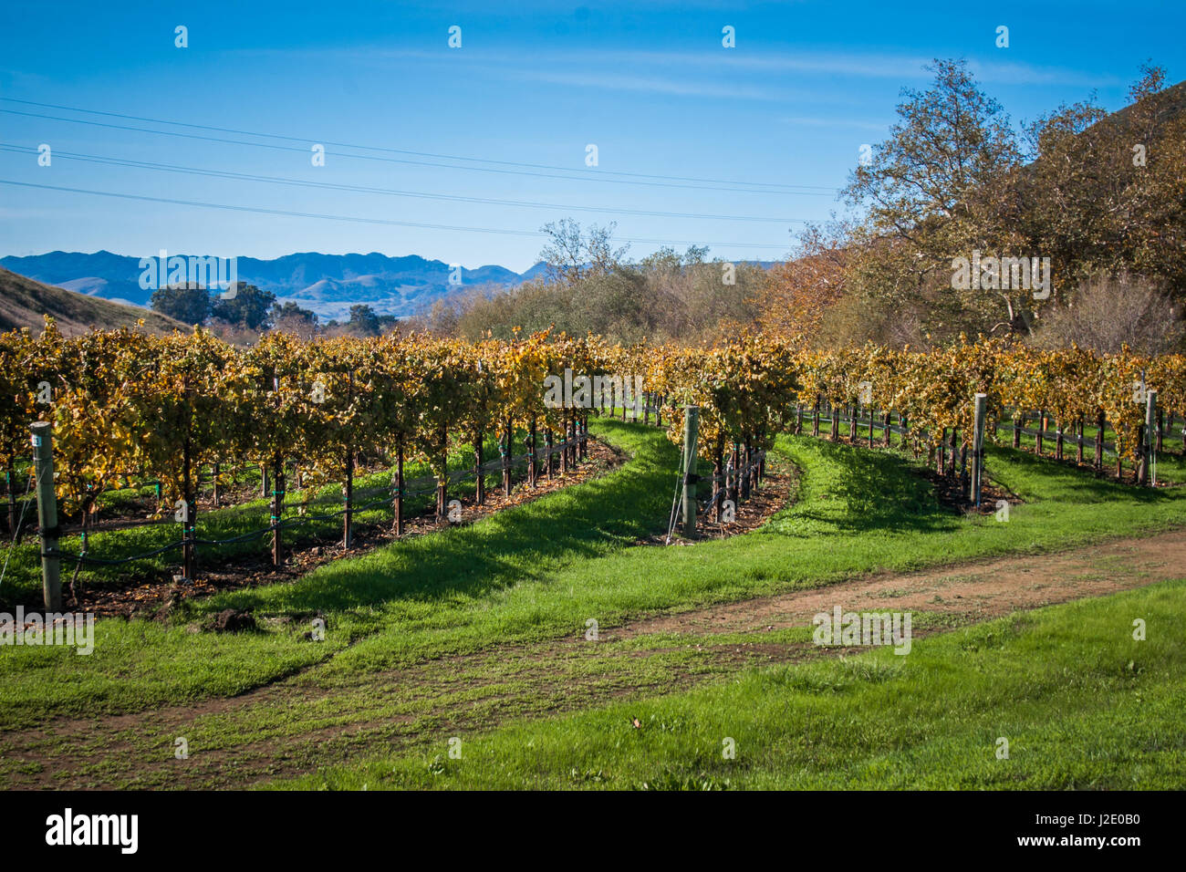 curved winery vines Stock Photo - Alamy