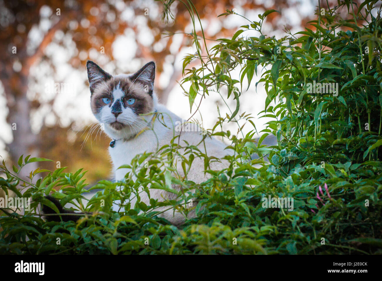 cat in a tree Stock Photo - Alamy