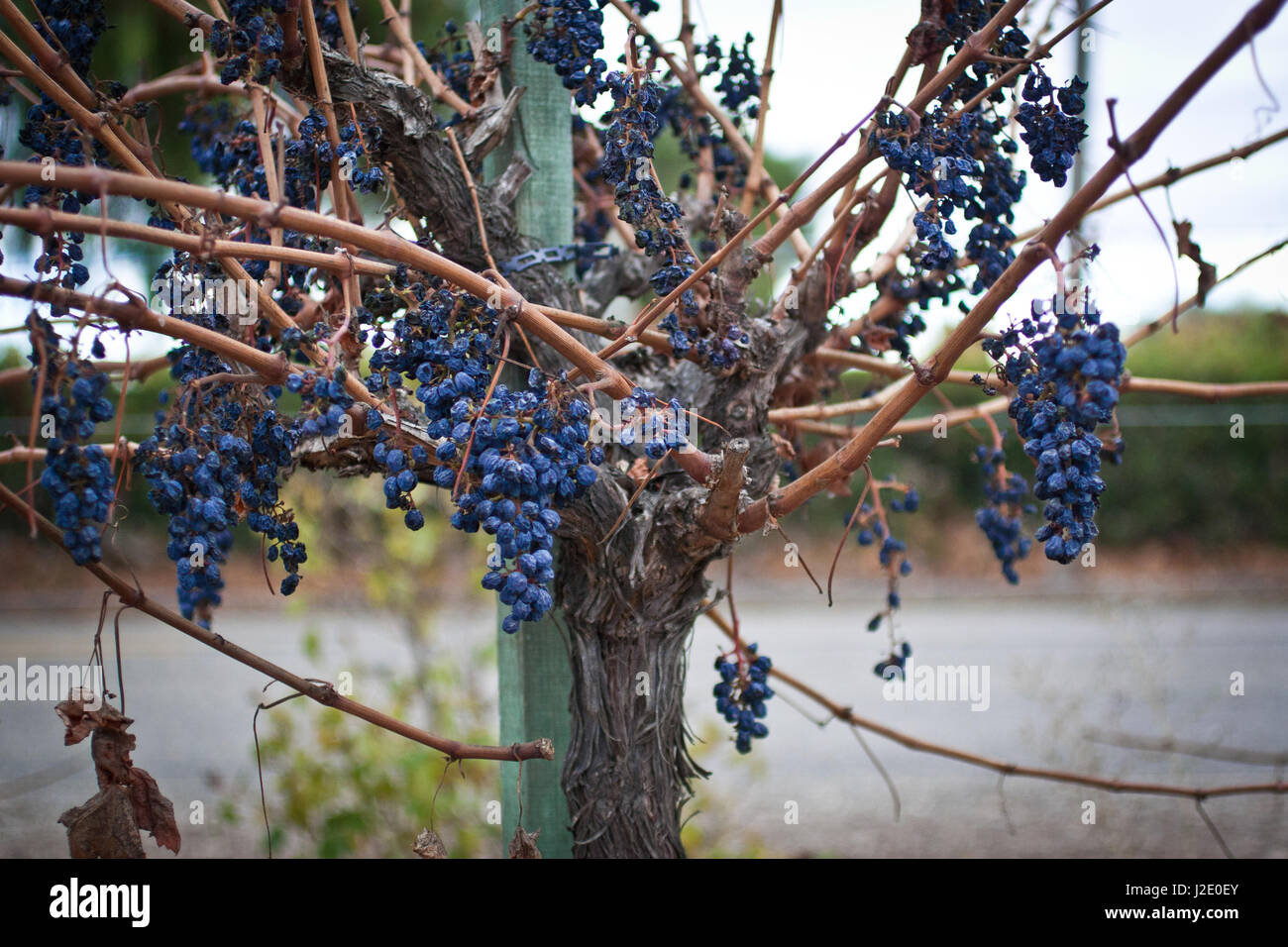 Vine sticks hi-res stock photography and images - Alamy