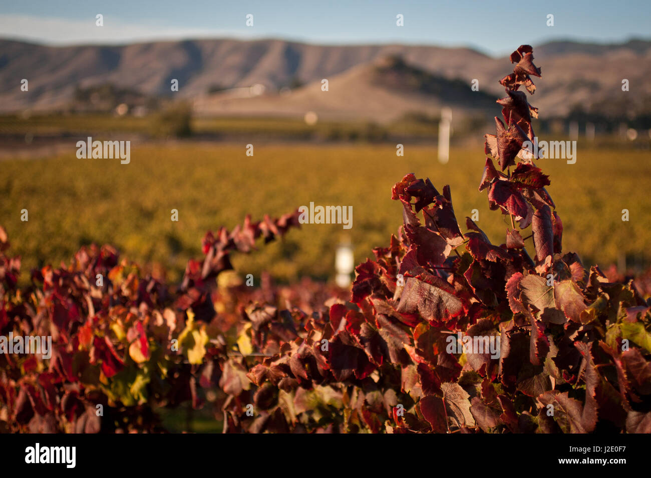 Dead vineyard hi-res stock photography and images - Alamy