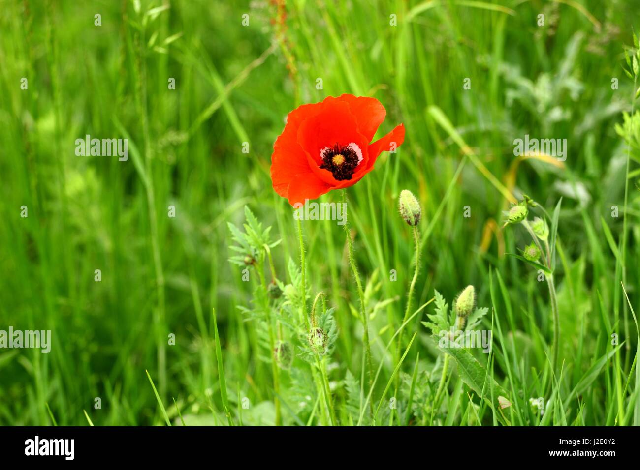 Poppy in grass Stock Photo - Alamy