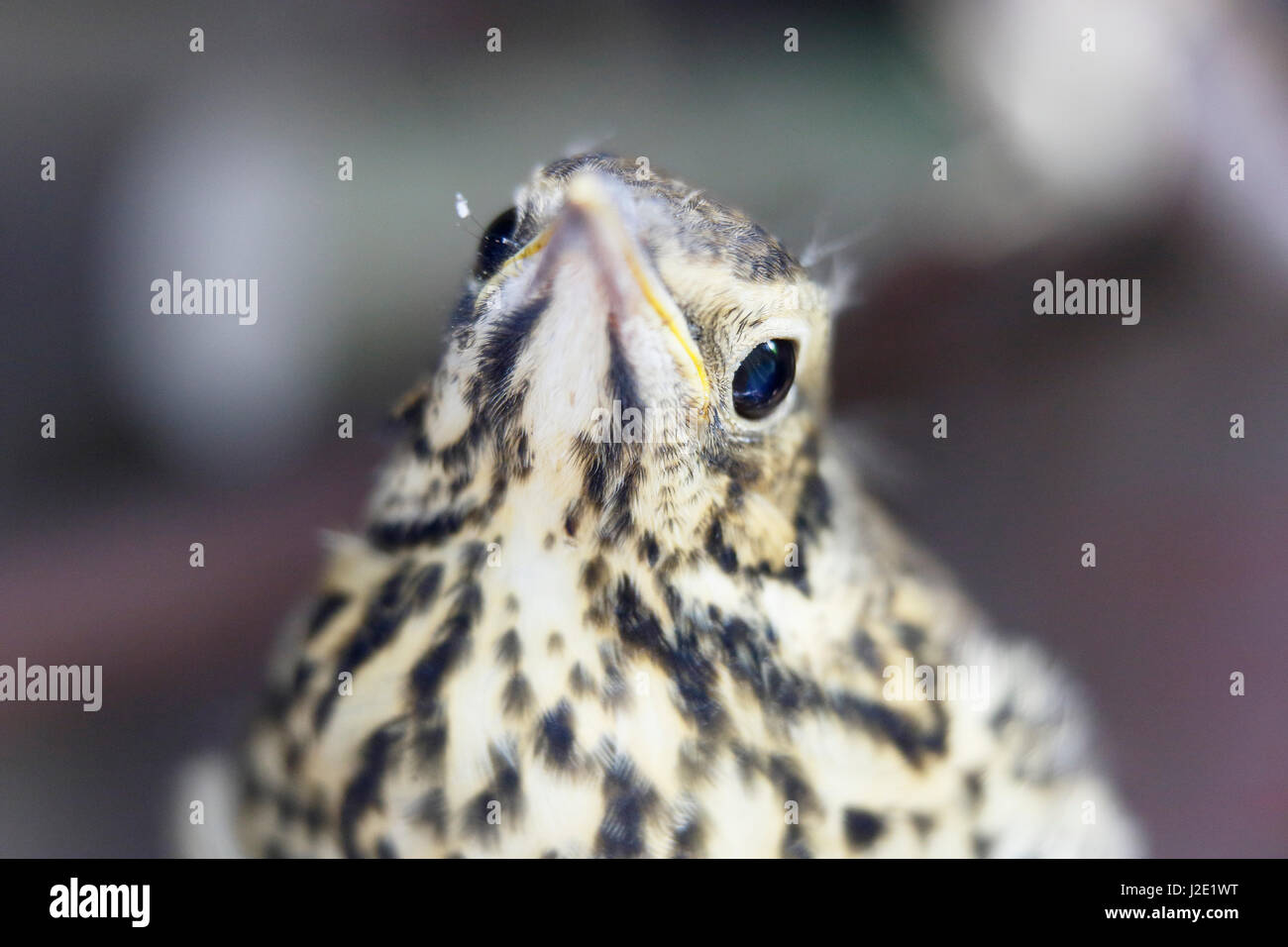 Juvenile song thrush hi-res stock photography and images - Alamy