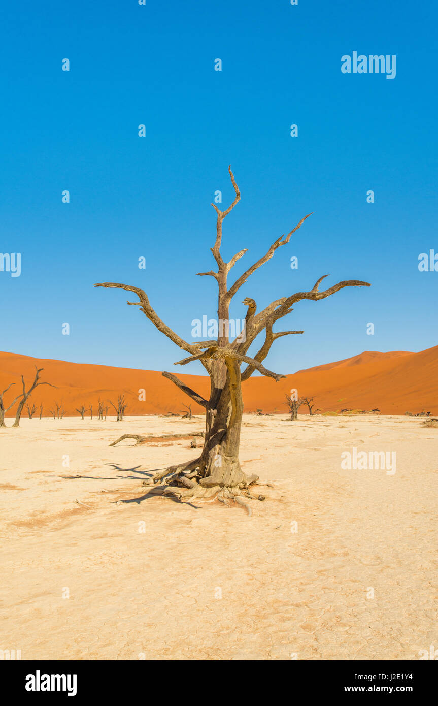 Beautiful dead tree is the center of the attention, against a ...