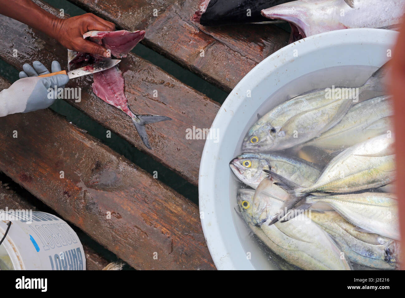 Fishermen prepare their fresh fish Stock Photo - Alamy