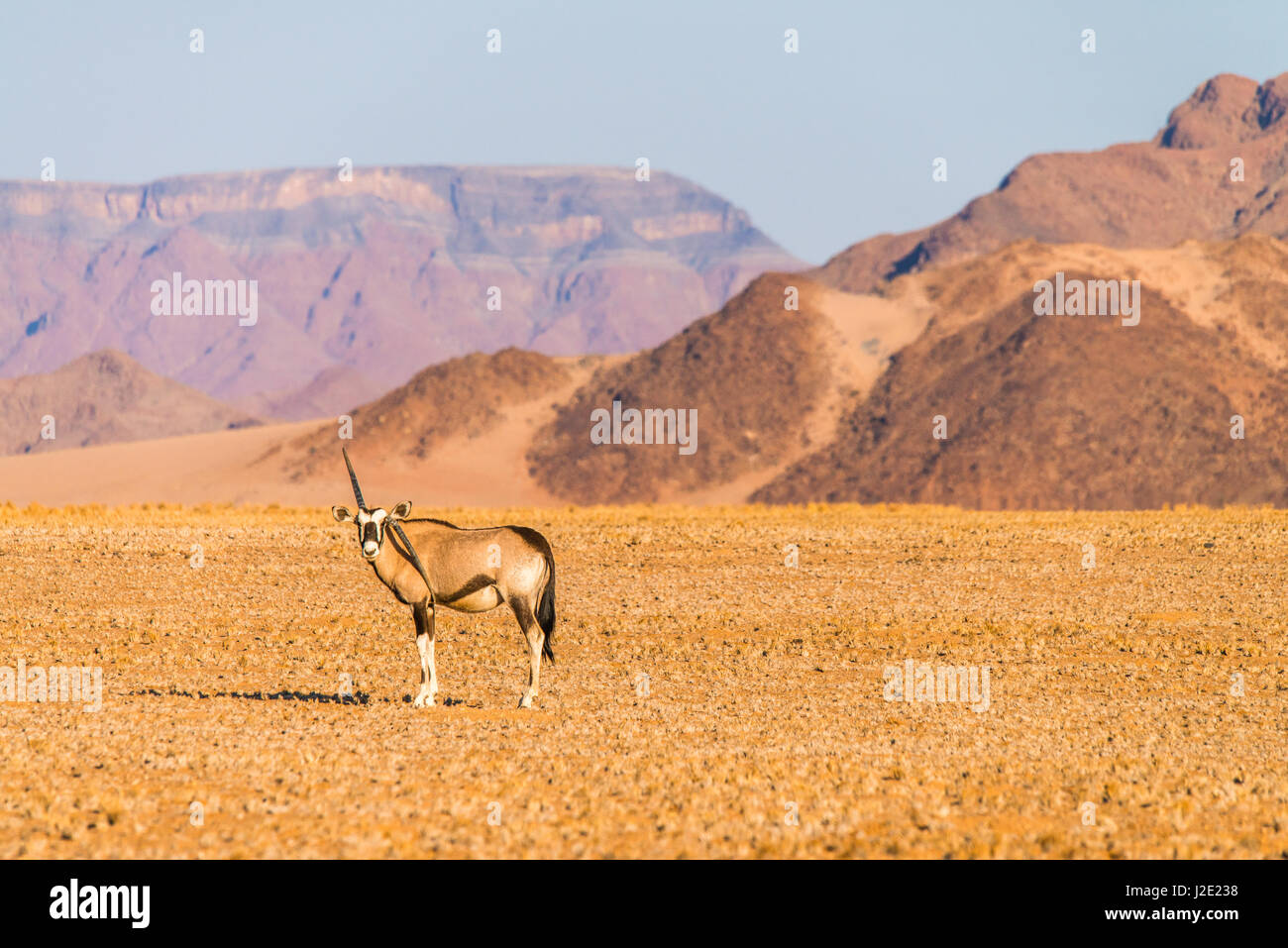 Broken horn hi-res stock photography and images - Alamy