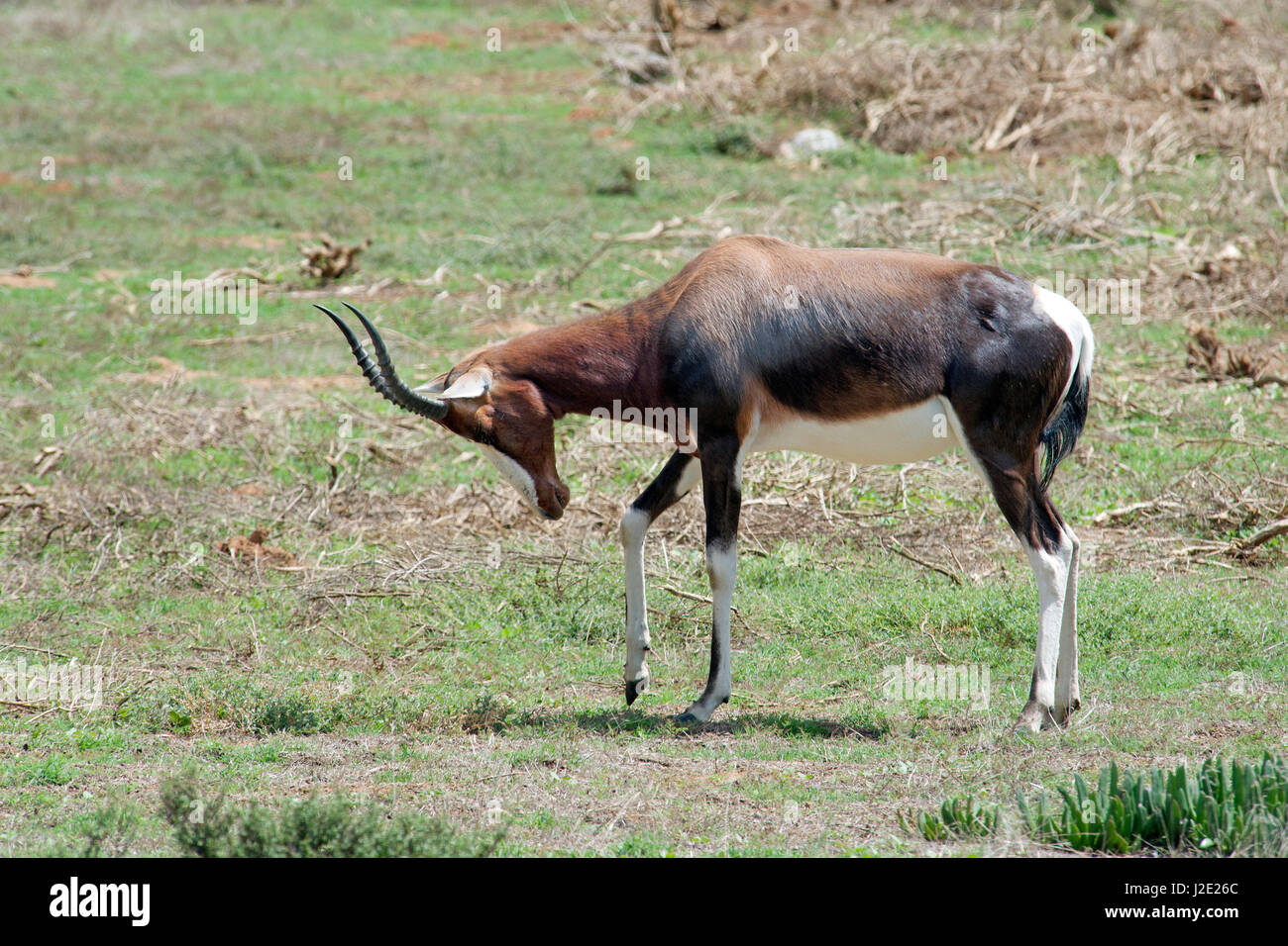 Bontebok antelope Bontebok National Park Swellendam Overberg Western ...