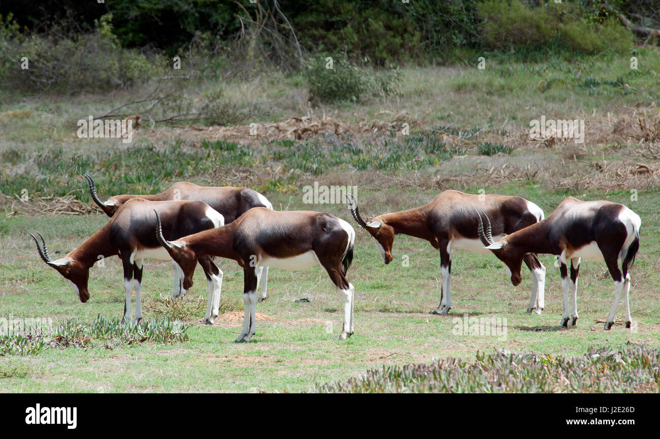 Bontebok Fighting