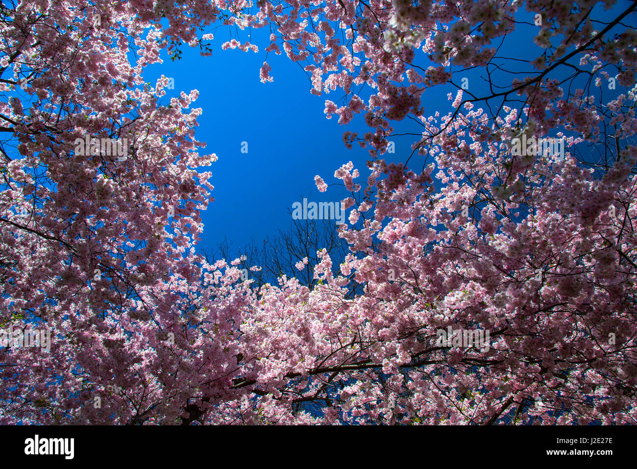 Cherry blossoms against blue sky. Royal Botanical Gardens Hamilton ...