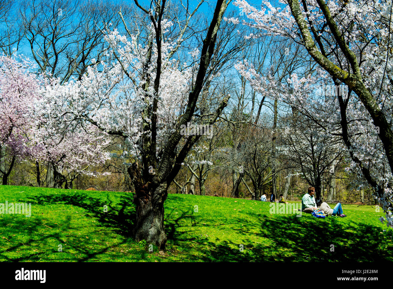 Couple enjoying a spring day in cherry orchard. Royal Botanical Gardens ...
