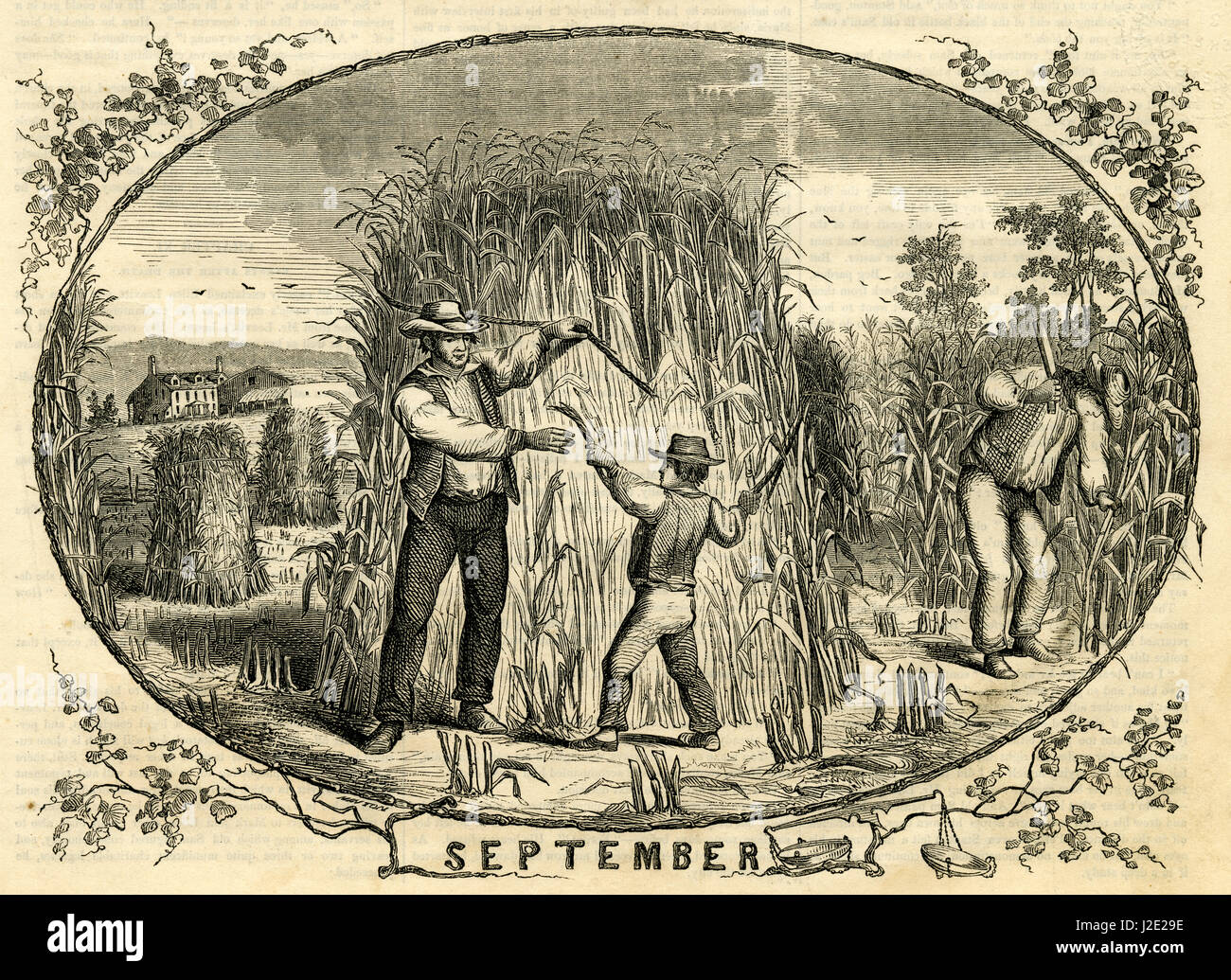 Corn farming 19th century hi-res stock photography and images - Alamy
