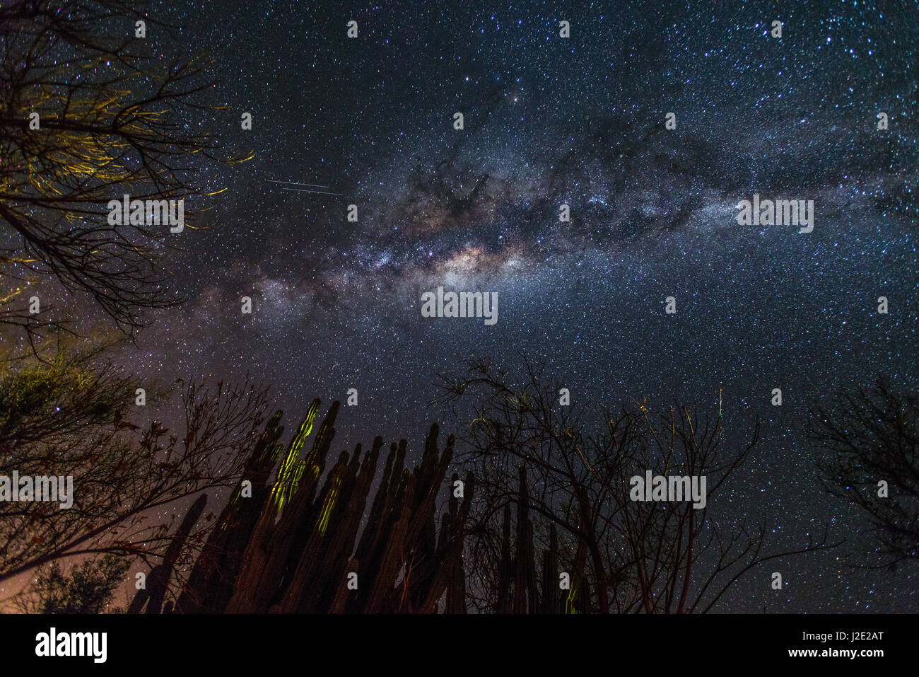 Bright Milky Way over cactus and shrubs in the Namibian desert - Stars ...