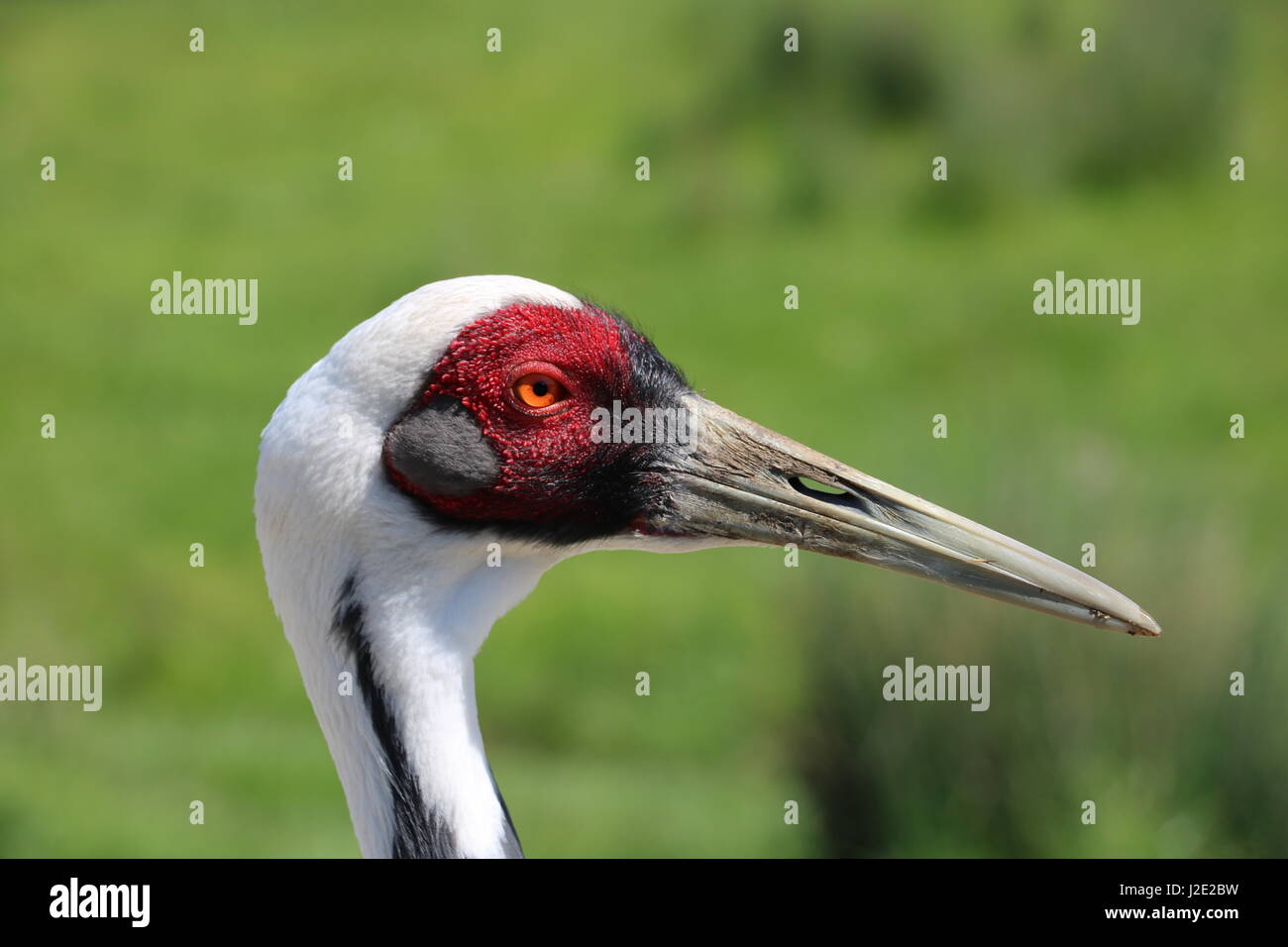 Giraffe crane hi-res stock photography and images - Alamy