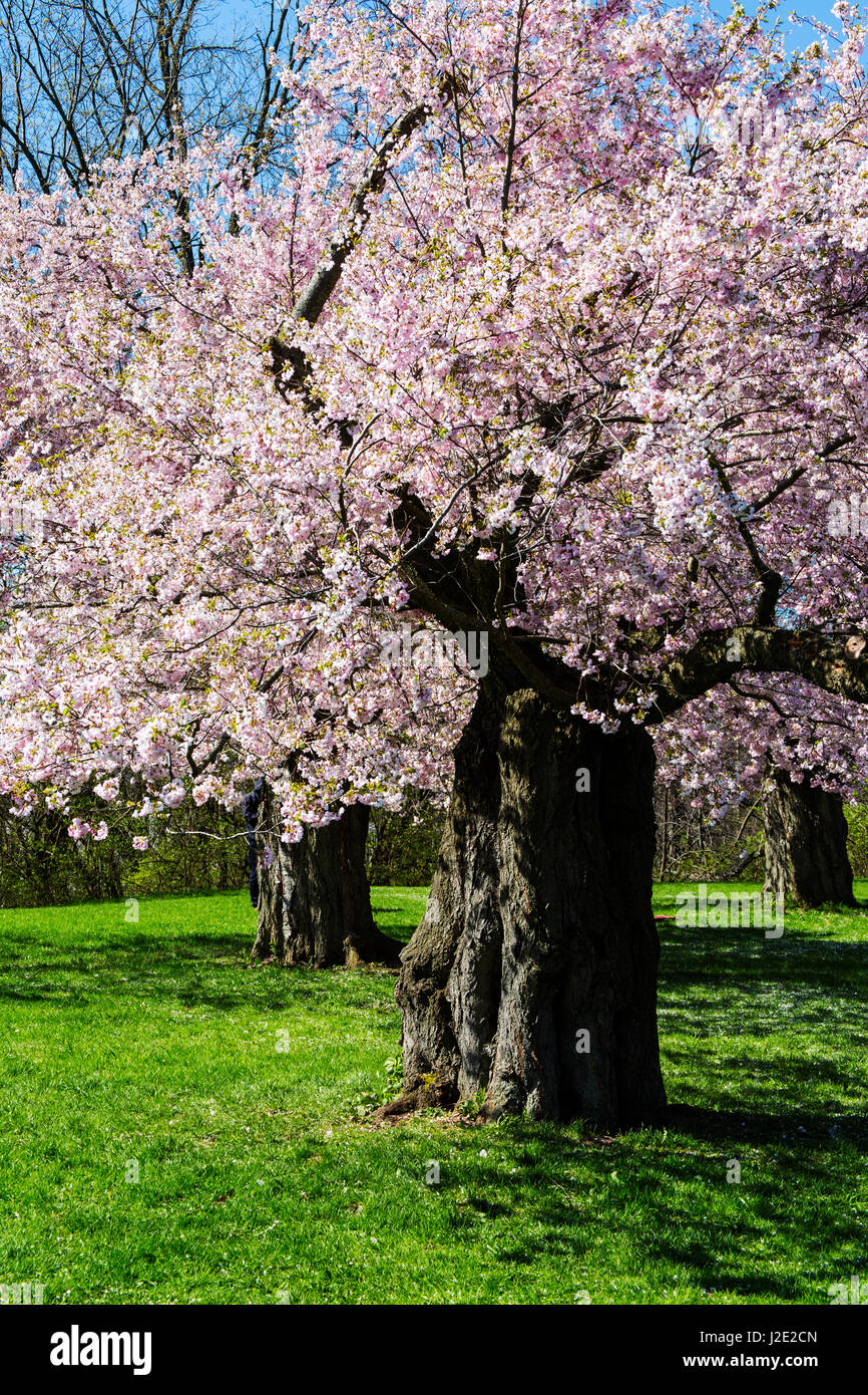 Cherry trees in full bloom. Royal Botanical Gardens Hamilton Ontario ...