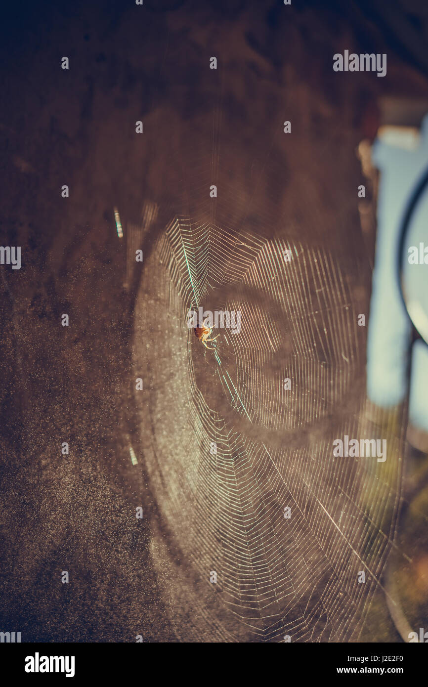 close-up shot of spider web cobweb and flying in light rays particles ...