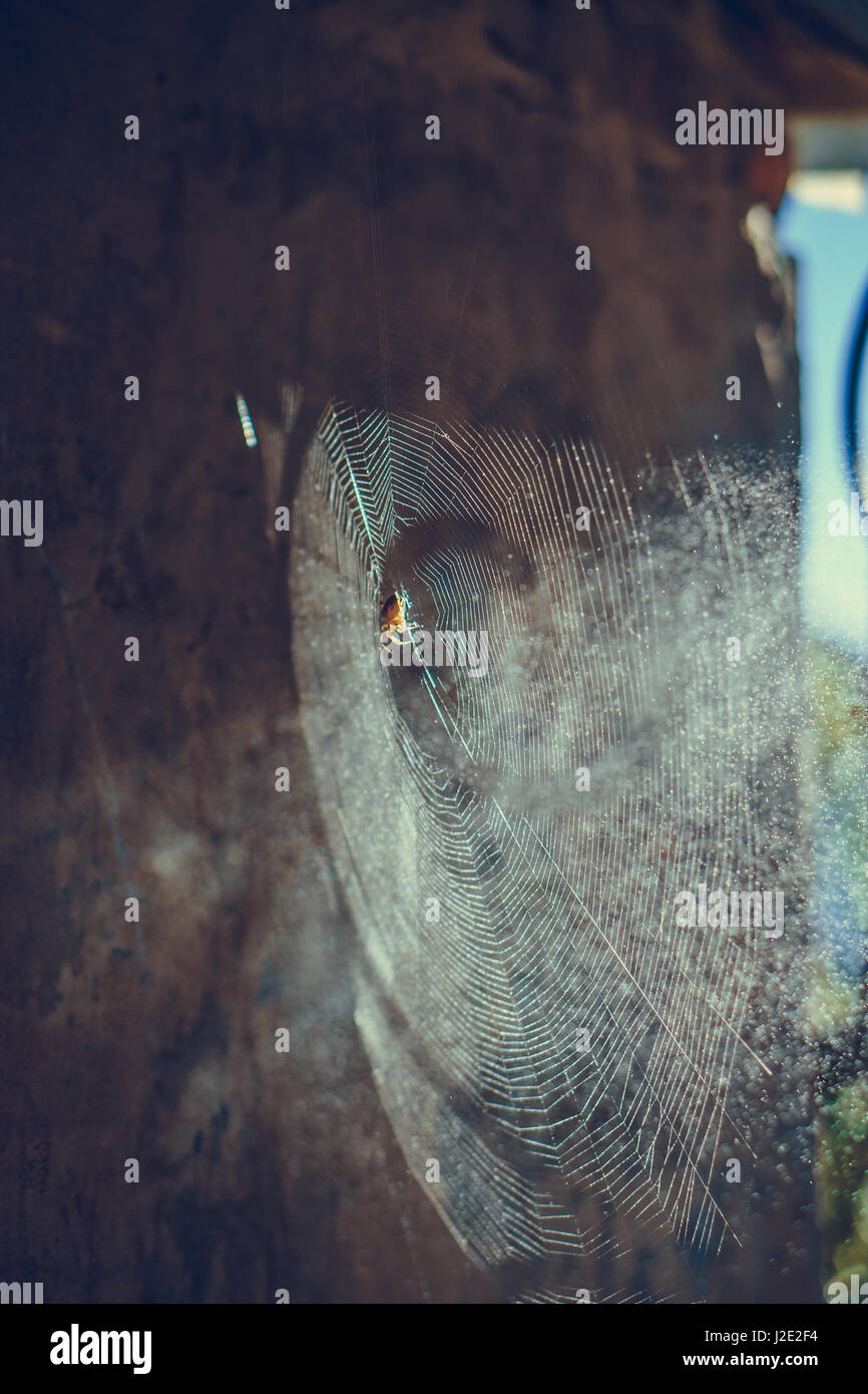 close-up shot of spider web cobweb and flying in light rays particles ...