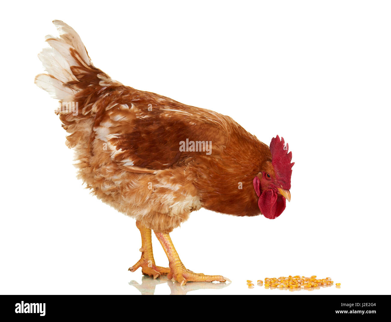 Rooster on white background, isolated object, live chicken, one closeup ...