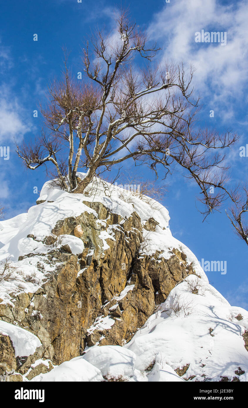 Tree on top of a rock on blue sky background. Landscape. Japan. Nagano ...