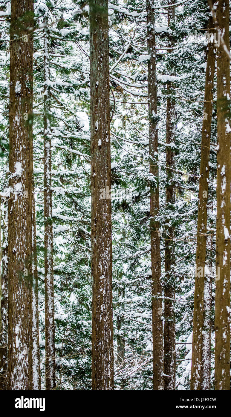 Pine trees in winter forest. forest fragment. Japan. Nagano. Jigokudani ...