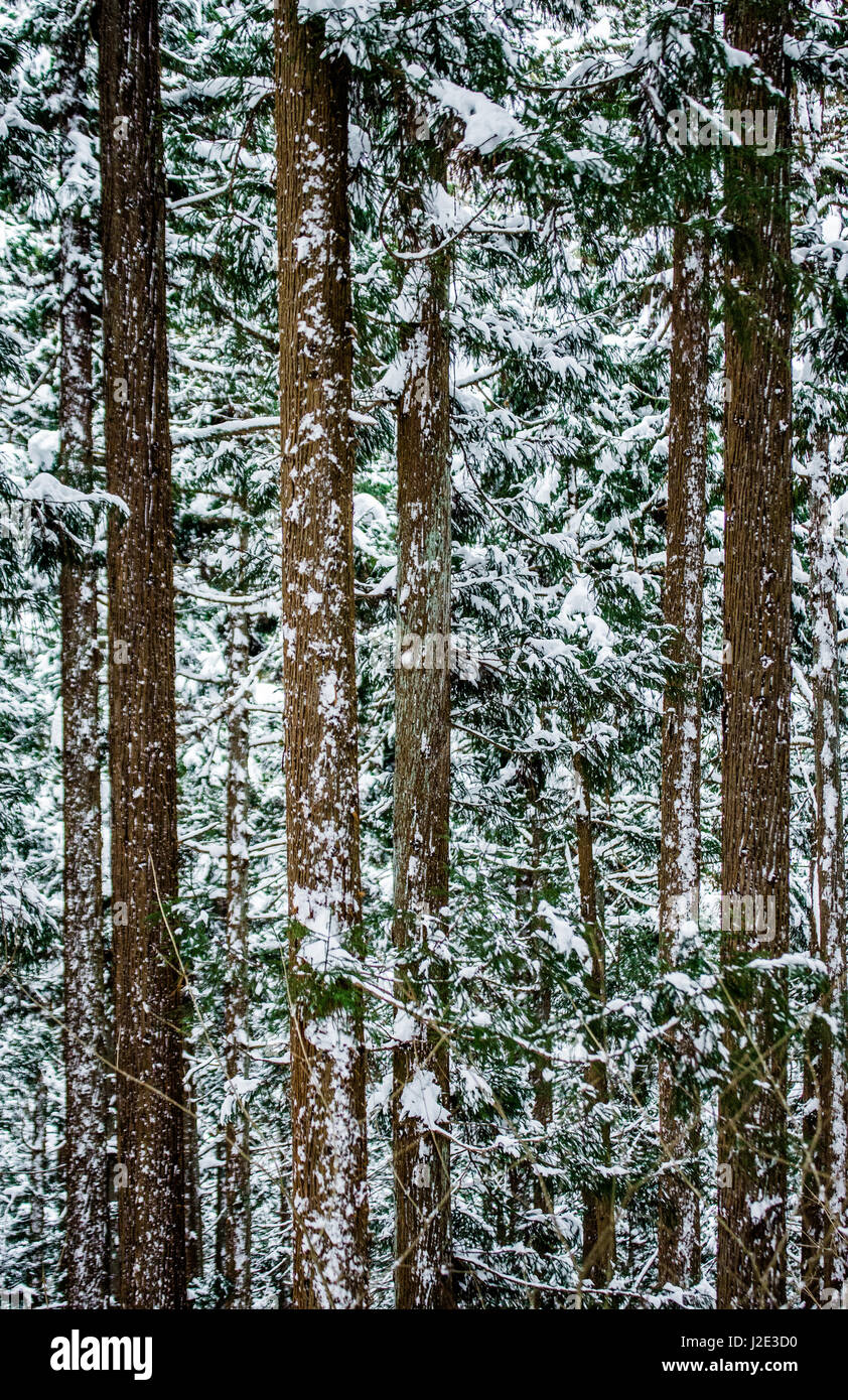 Pine trees in winter forest. forest fragment. Japan. Nagano. Jigokudani ...