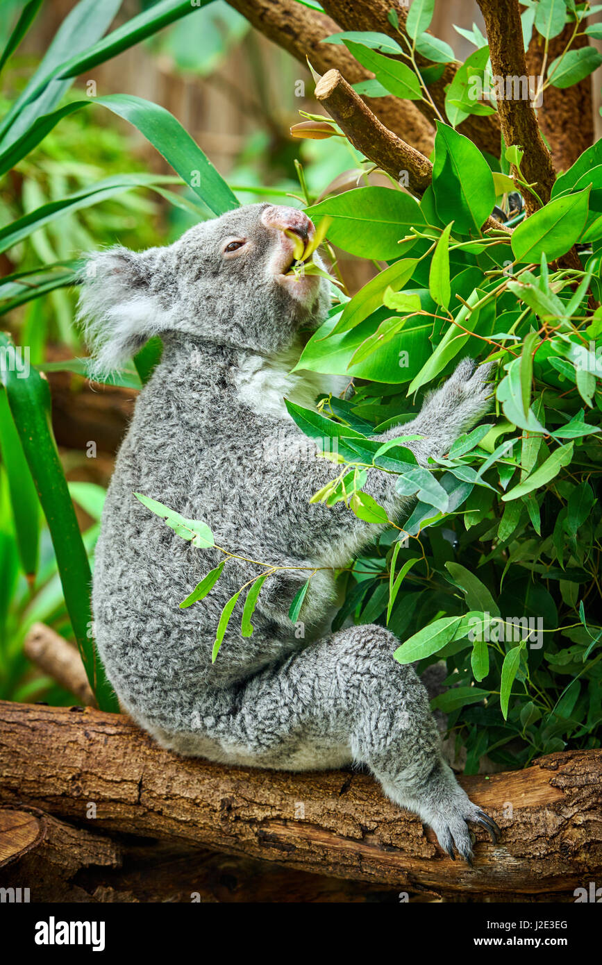 Koala Bear. A cute of koala Stock Photo - Alamy