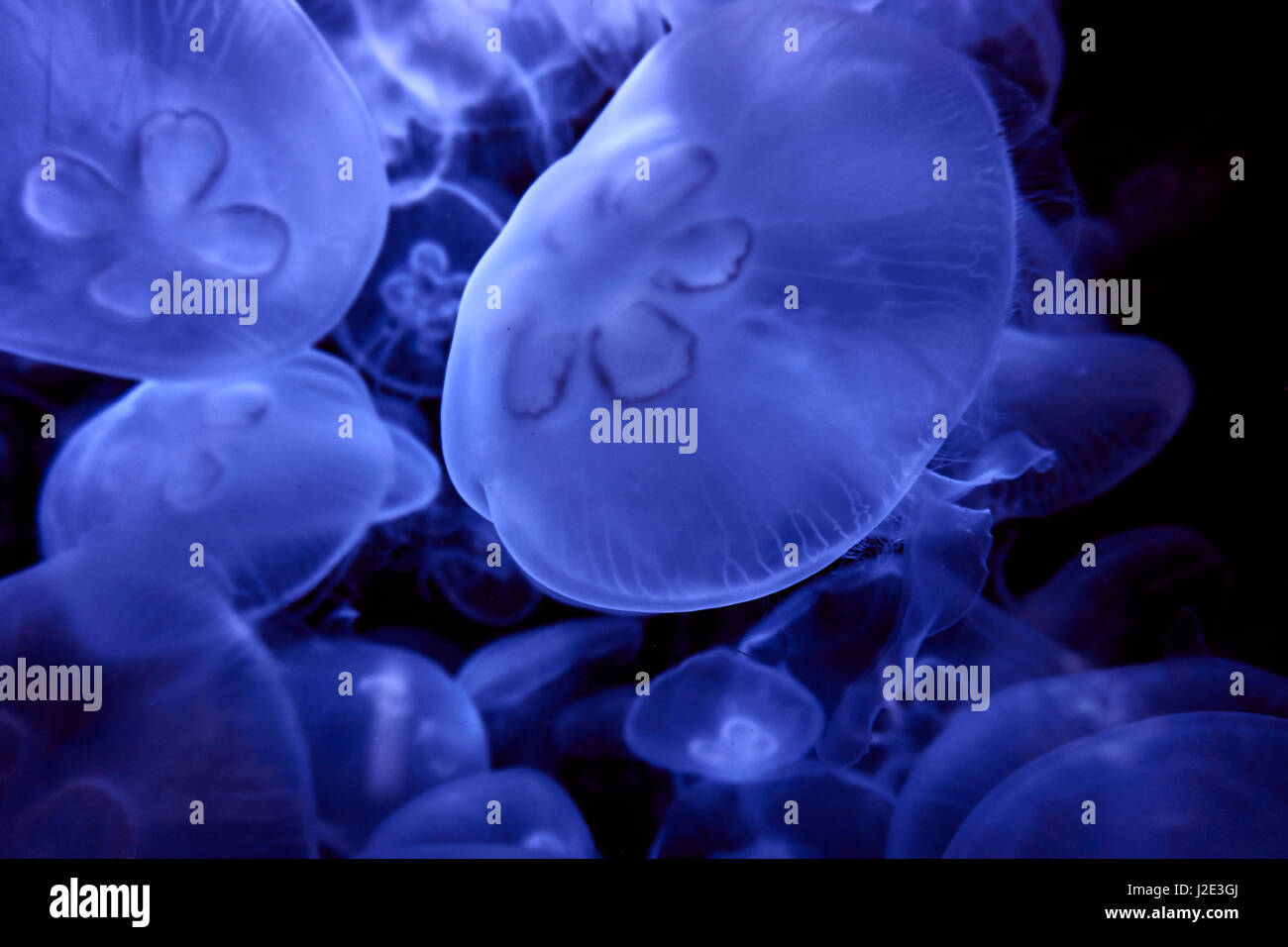 Box jellyfish fish hi-res stock photography and images - Alamy