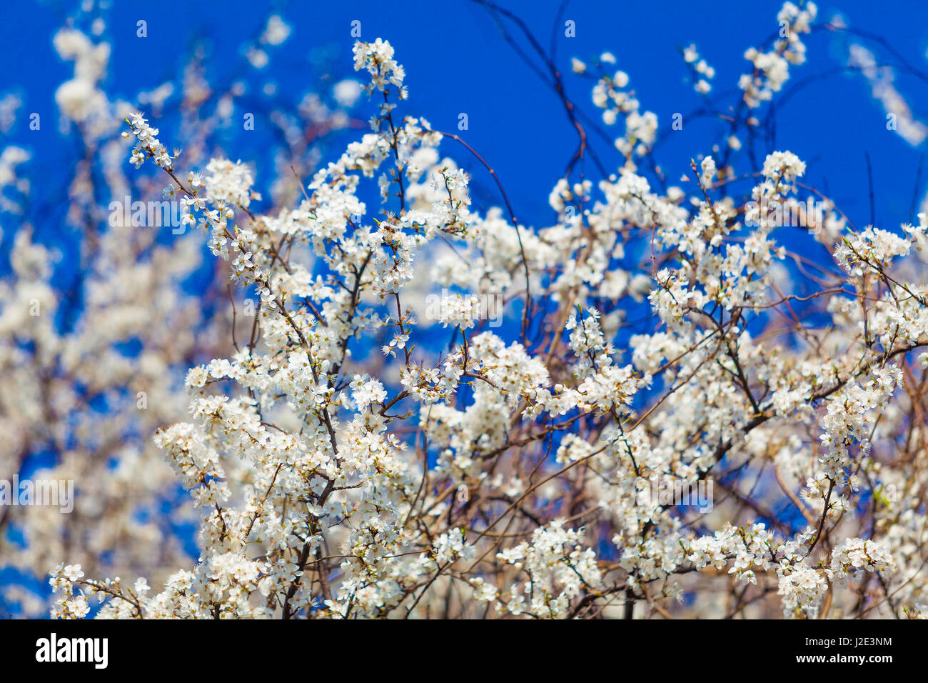 spring background. Spring blossom background Stock Photo - Alamy