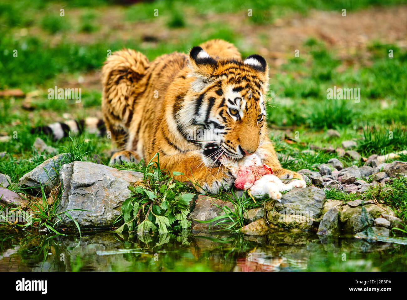 Tiger Eating. Siberian Tiger Stock Photo - Alamy