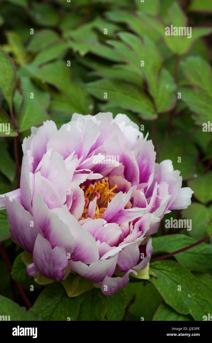Big peony blooms hi-res stock photography and images - Alamy