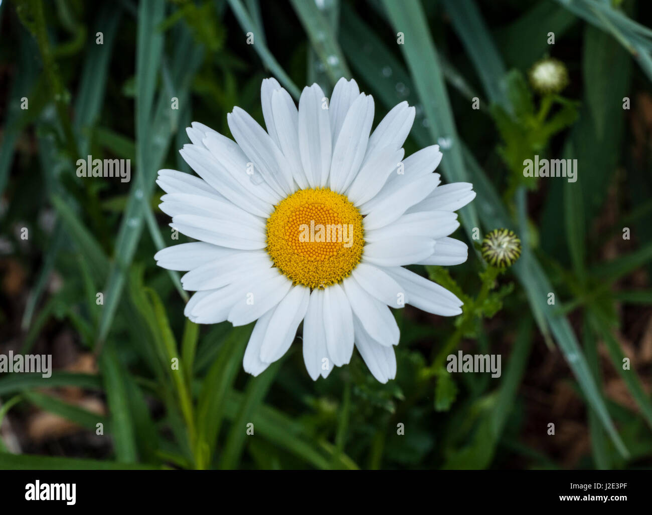 Daisy flwoers hi-res stock photography and images - Alamy