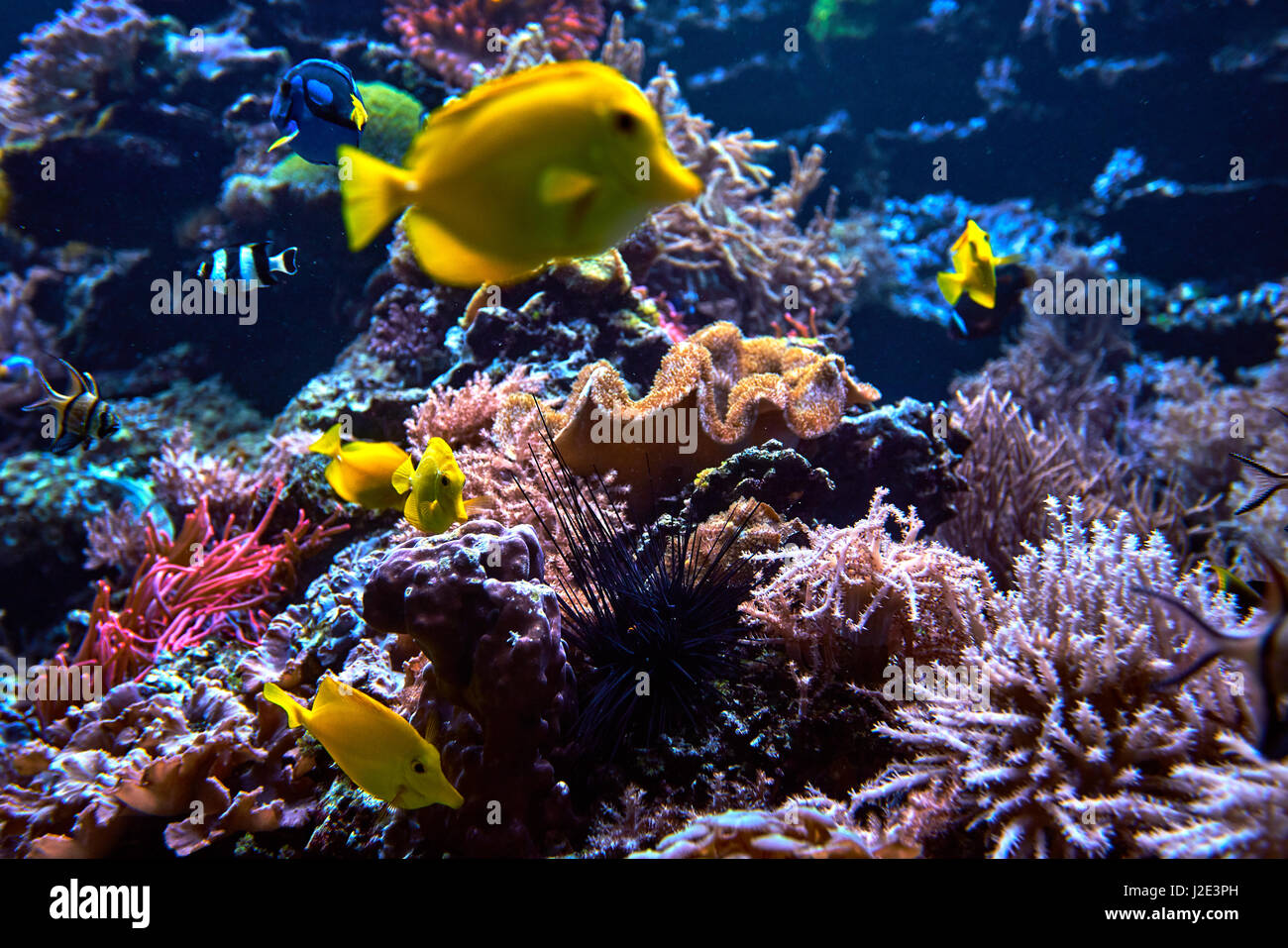 tropical Fish on a coral reef Stock Photo - Alamy