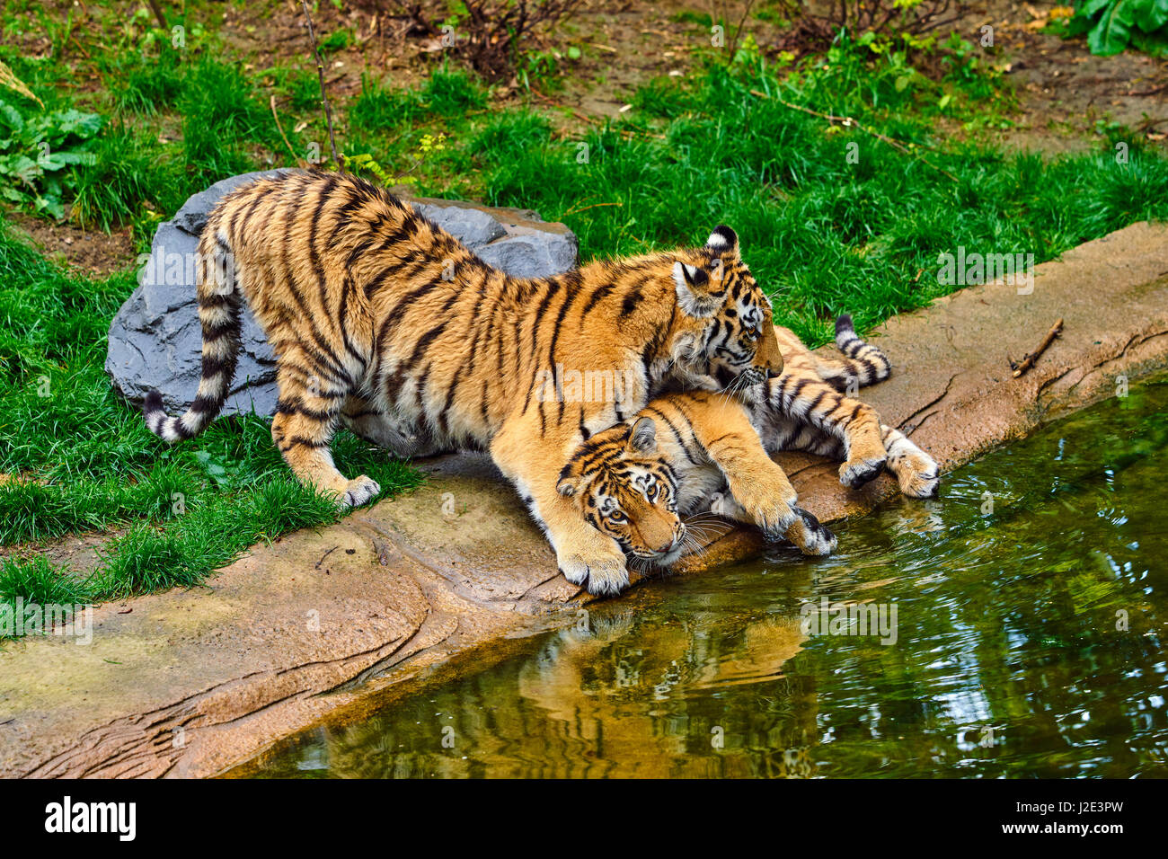 Two young tigers. Tiger Cub Stock Photo - Alamy