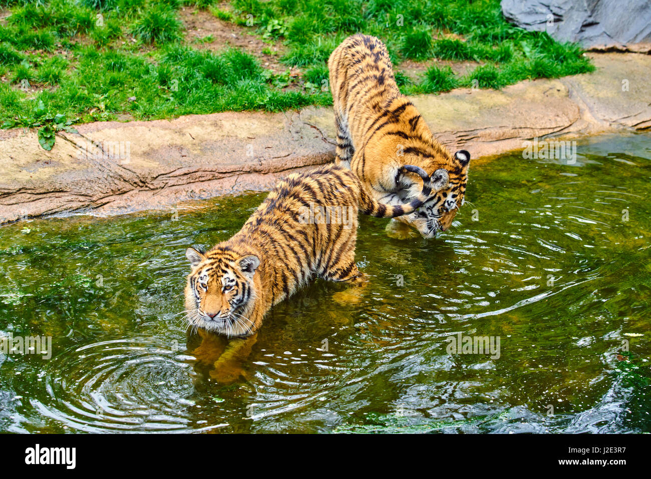 Animal cat tigers feline furry cub hi-res stock photography and images ...