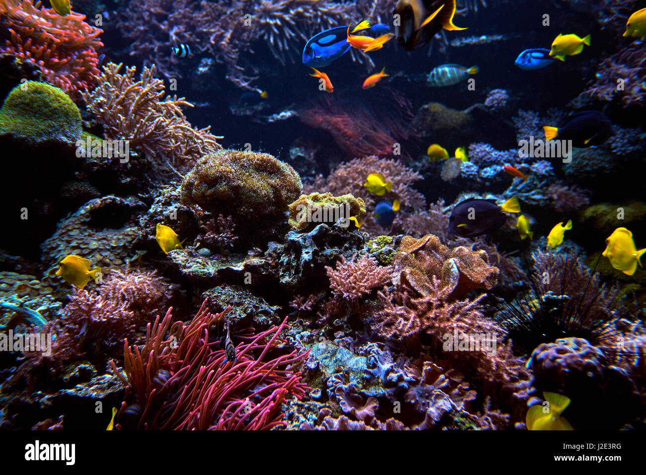 Beautiful underwater world hi-res stock photography and images - Alamy