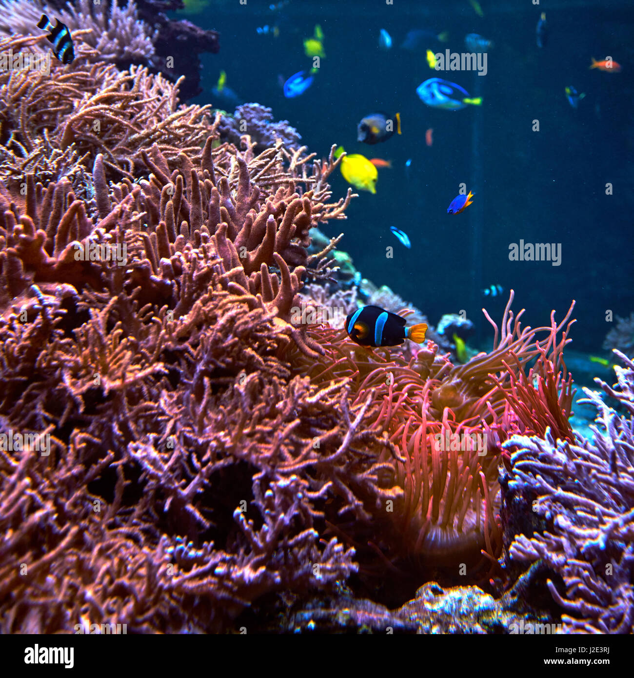 Beautiful underwater world hi-res stock photography and images - Alamy