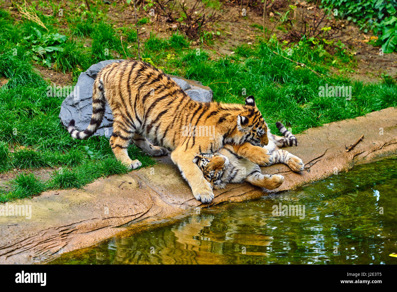 Two adult tigers at play. young Tiger Stock Photo - Alamy