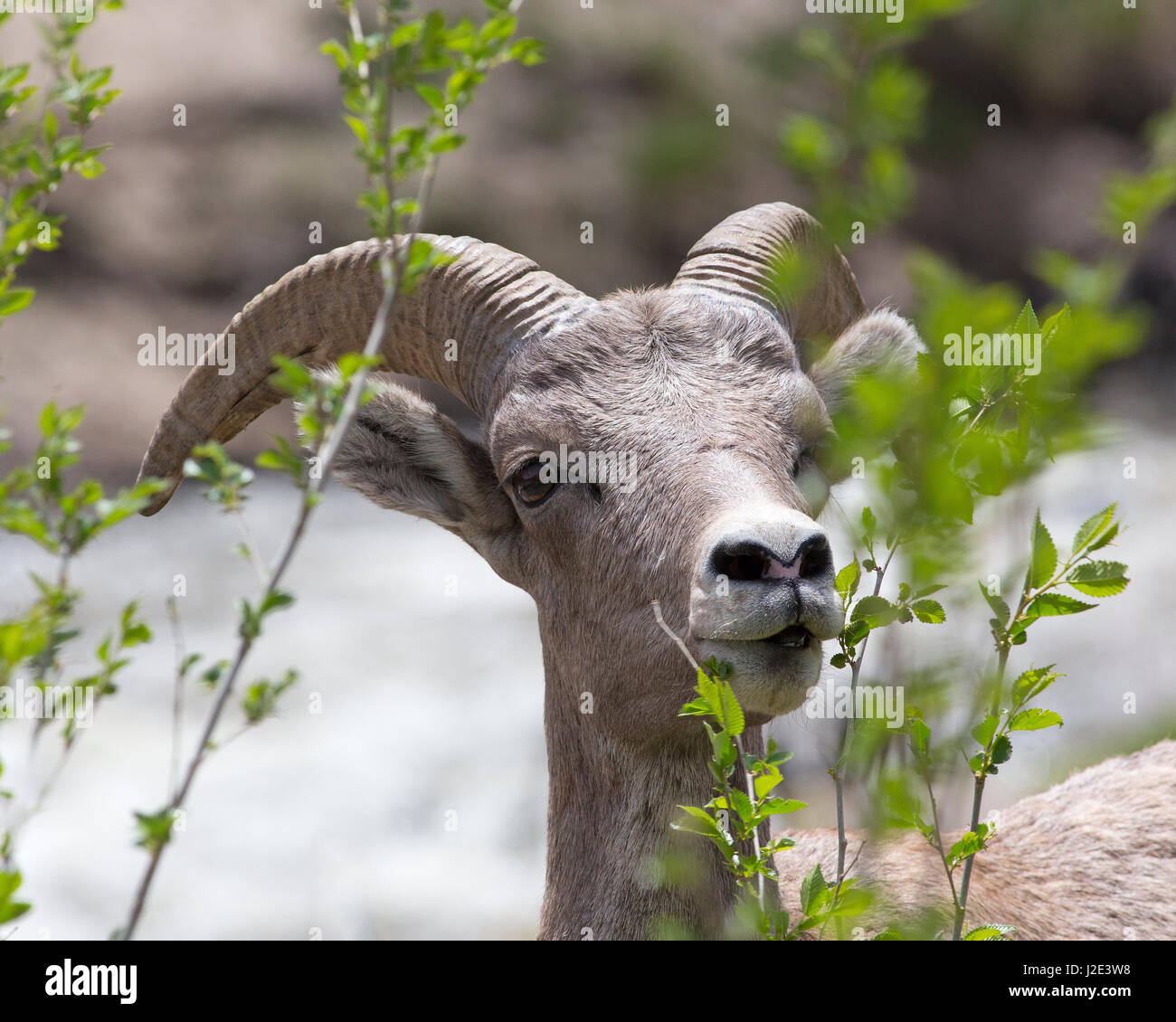 Colorado Bighorn Sheep Stock Photo - Alamy