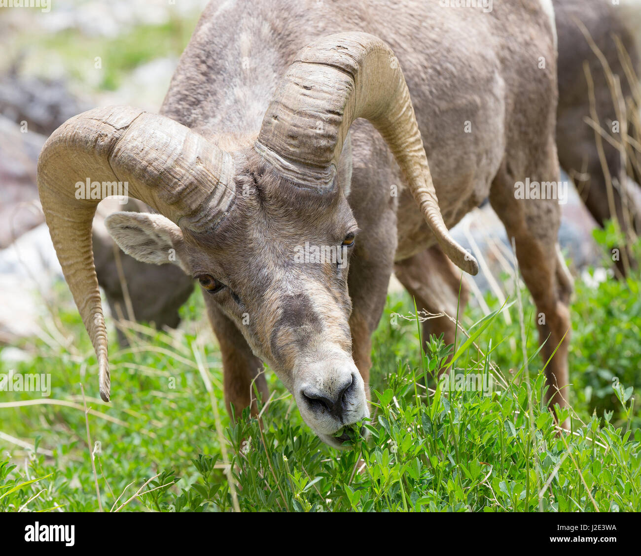 Colorado Bighorn Sheep Stock Photo - Alamy