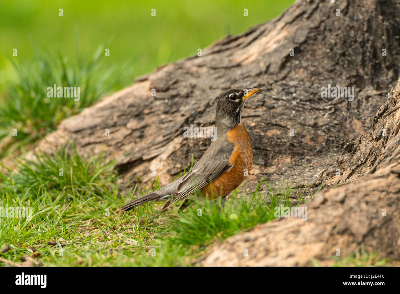 American Robin foraging in grassy area Stock Photo - Alamy