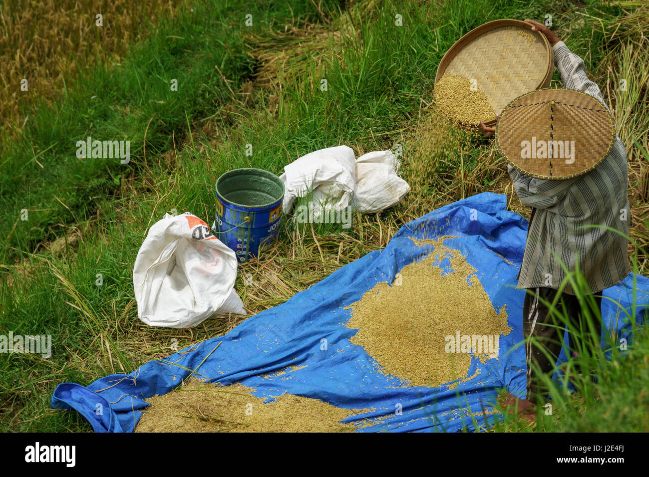 Farmer sifting rice bali hi-res stock photography and images - Alamy