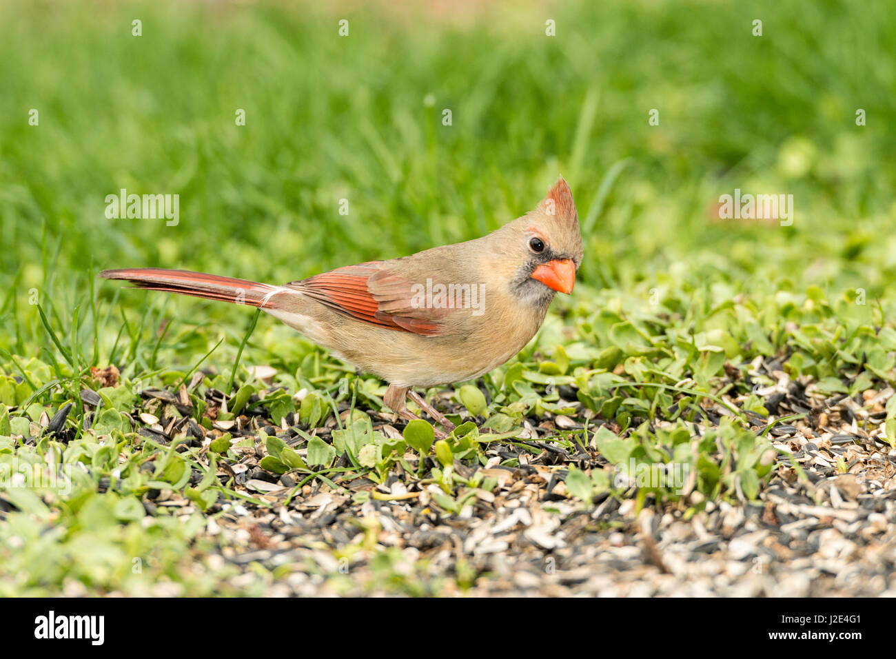 Female cardinal grass hi-res stock photography and images - Alamy