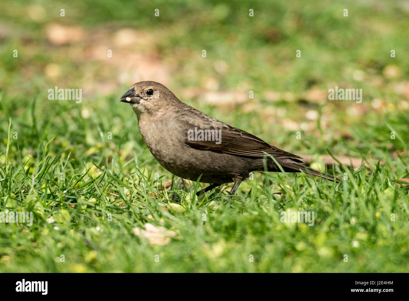 Female brown headed cowbird hi-res stock photography and images - Alamy