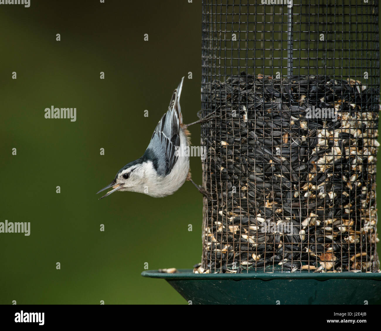 White-breasted Nuthatch eating at a seed feeder Stock Photo - Alamy