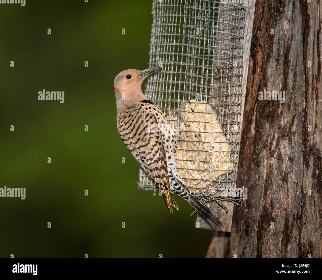 Male Northern Flicker perched on suet feeder Stock Photo - Alamy