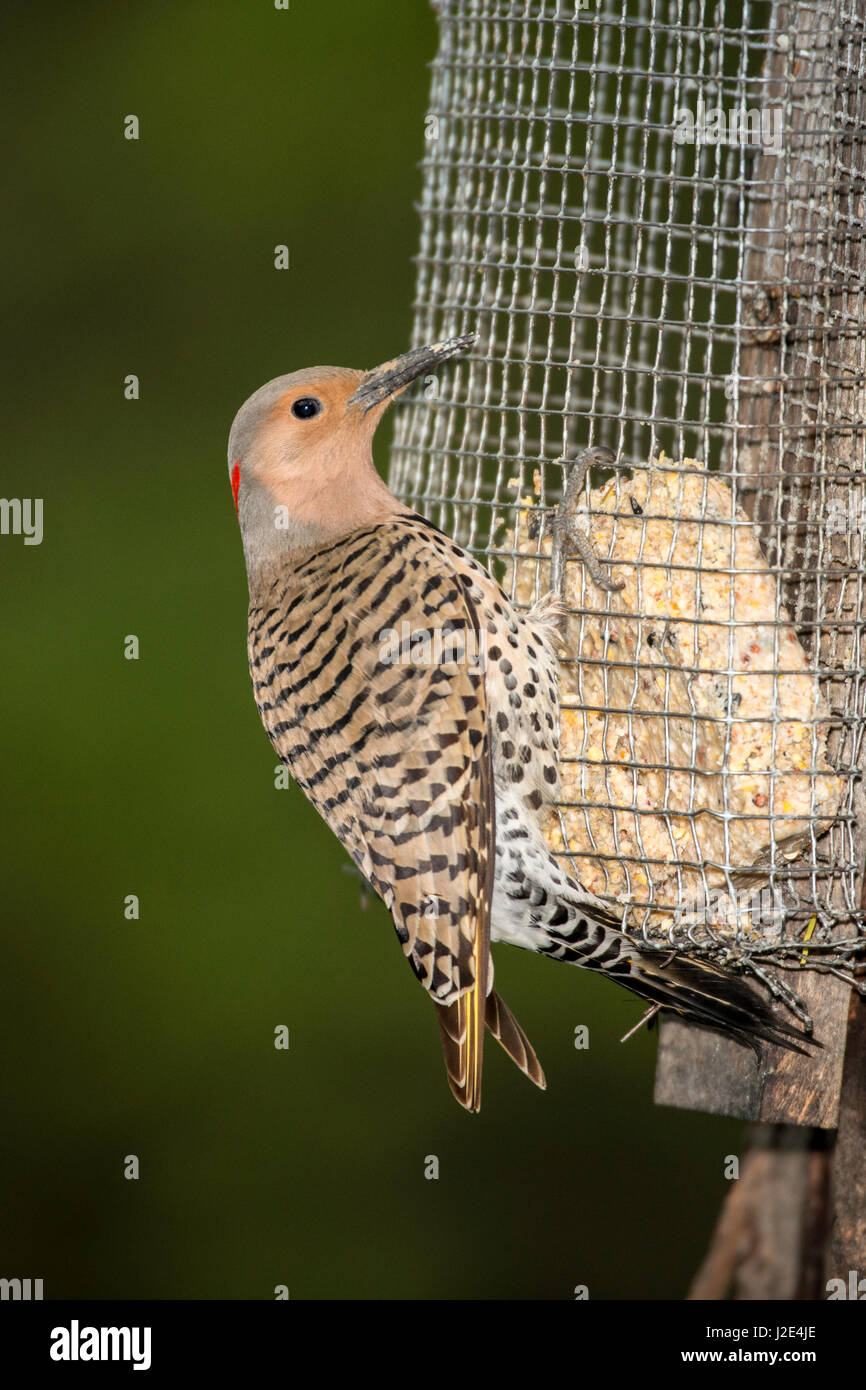 Male Northern Flicker perched on suet feeder Stock Photo - Alamy