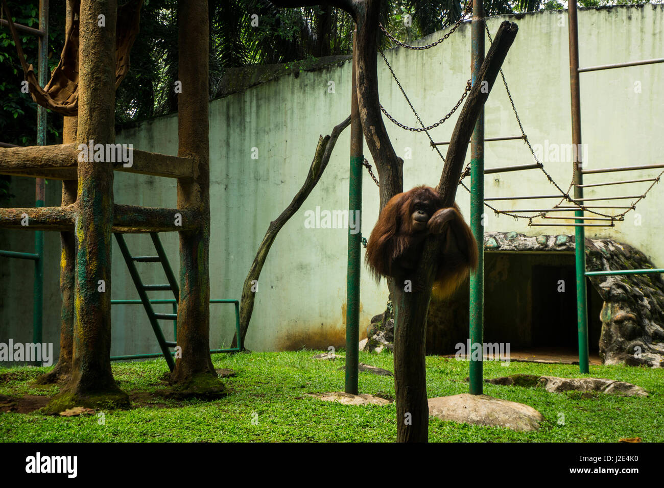 orangutan climbing dead tree in the cage with playground photo taken in ...