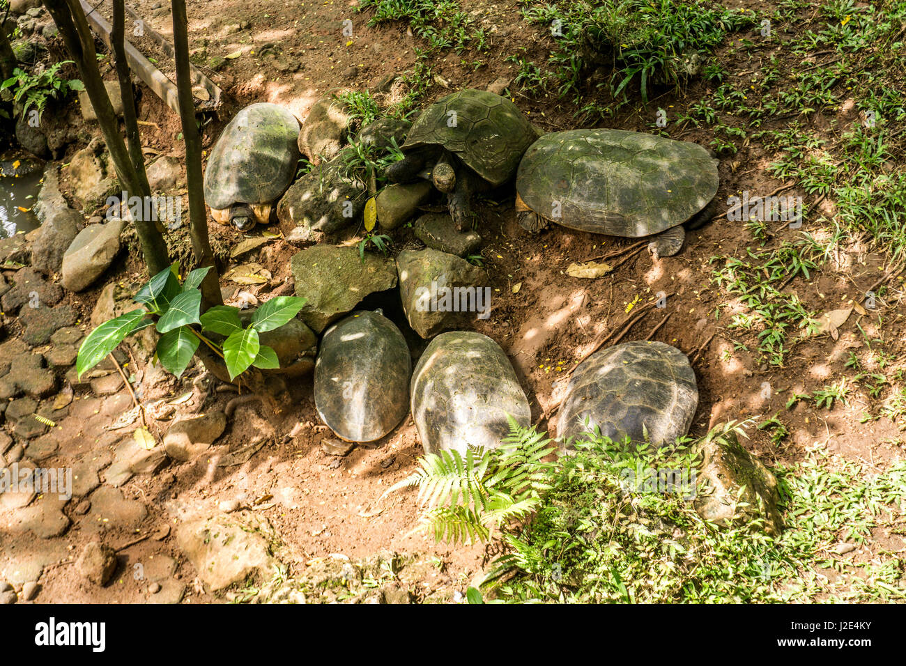 A group of turtle take shelter under the tree photo taken in Jakarta ...