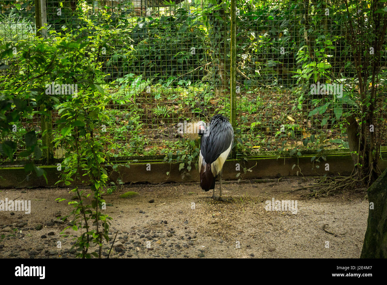 A black bird jejang mahkota standing in the cage surrounding by bushes ...