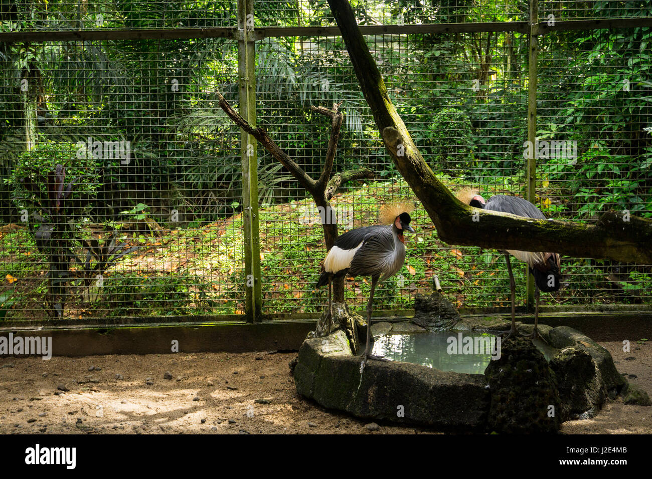 Two black birds jejang mahkota standing on side of a pond in the cage ...